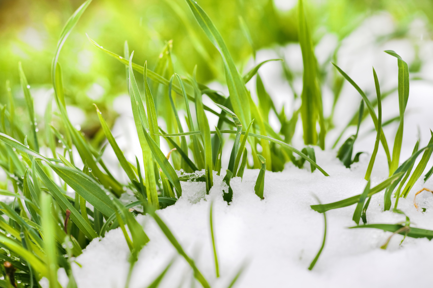 Protect Your Lawn from Salt Damage